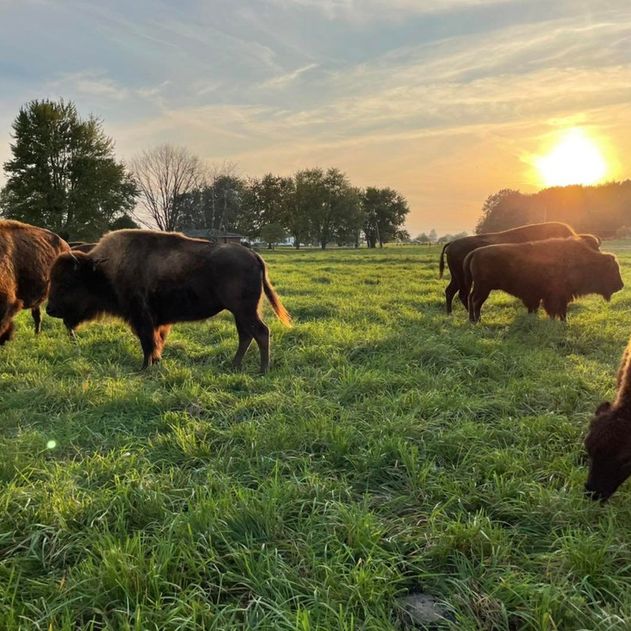 Visit a Herd of Bison – At Home on the Range Just West of Toledo ...